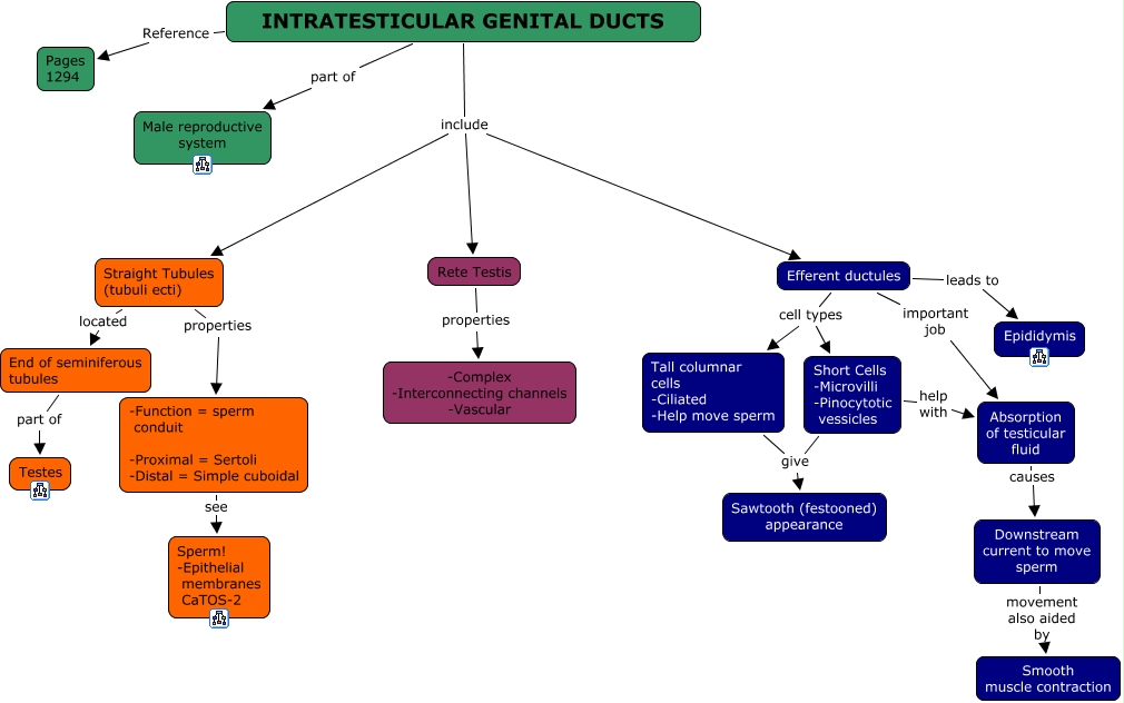 31c. Intratesticular Genital Ducts - CaTOS-Block 3