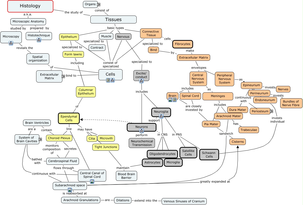 Simple Nervous System Concept Map