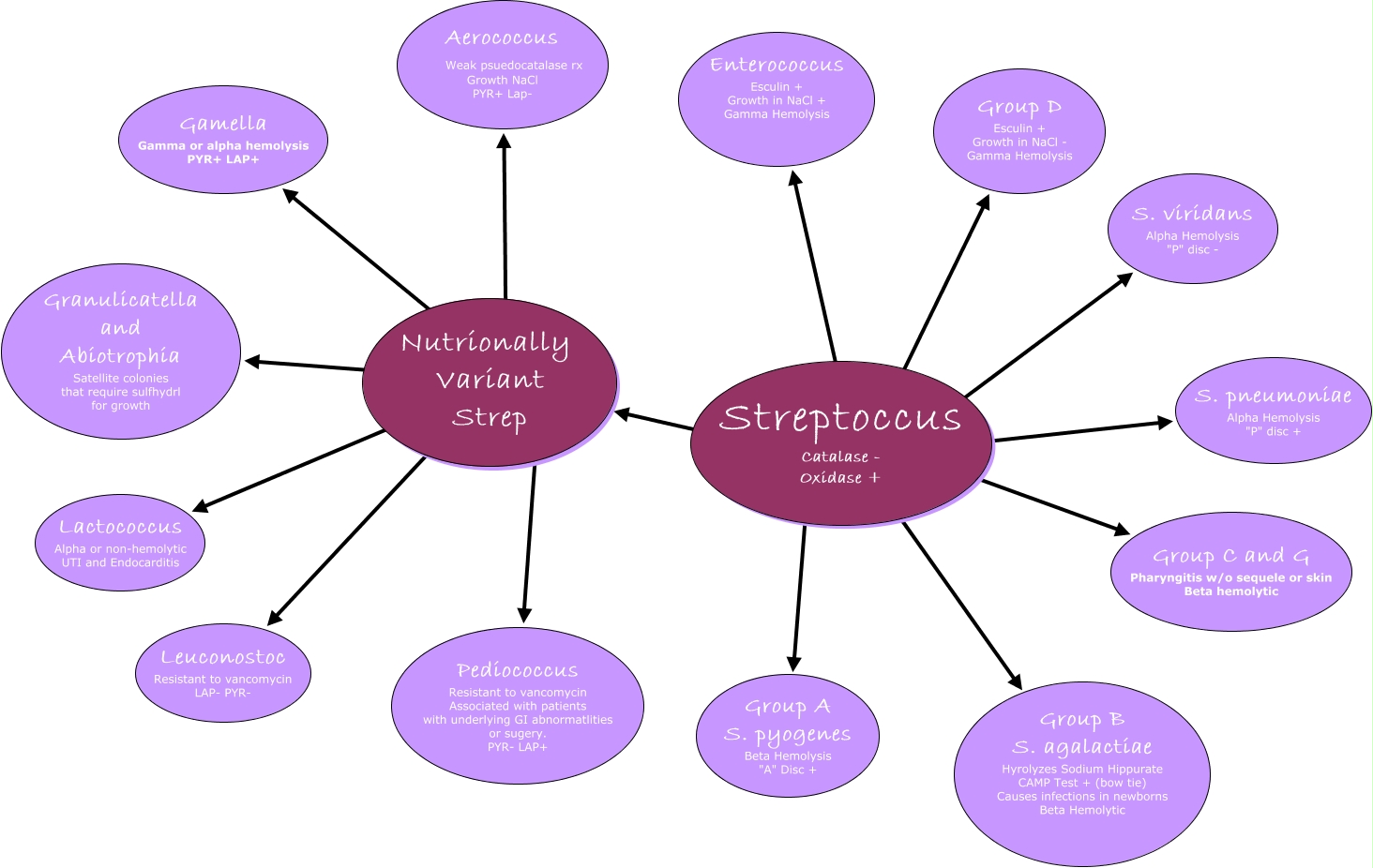 Streptoccus