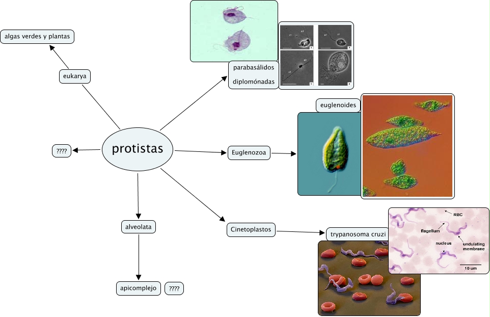 Diagrama De Protistas