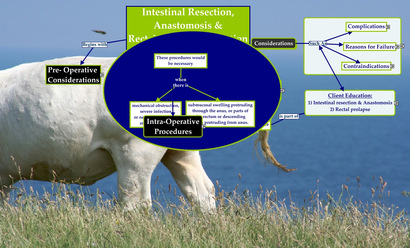 FINAL - Lab Seven- Intestinal Resection, Anastomosis and Rectal Prolapse