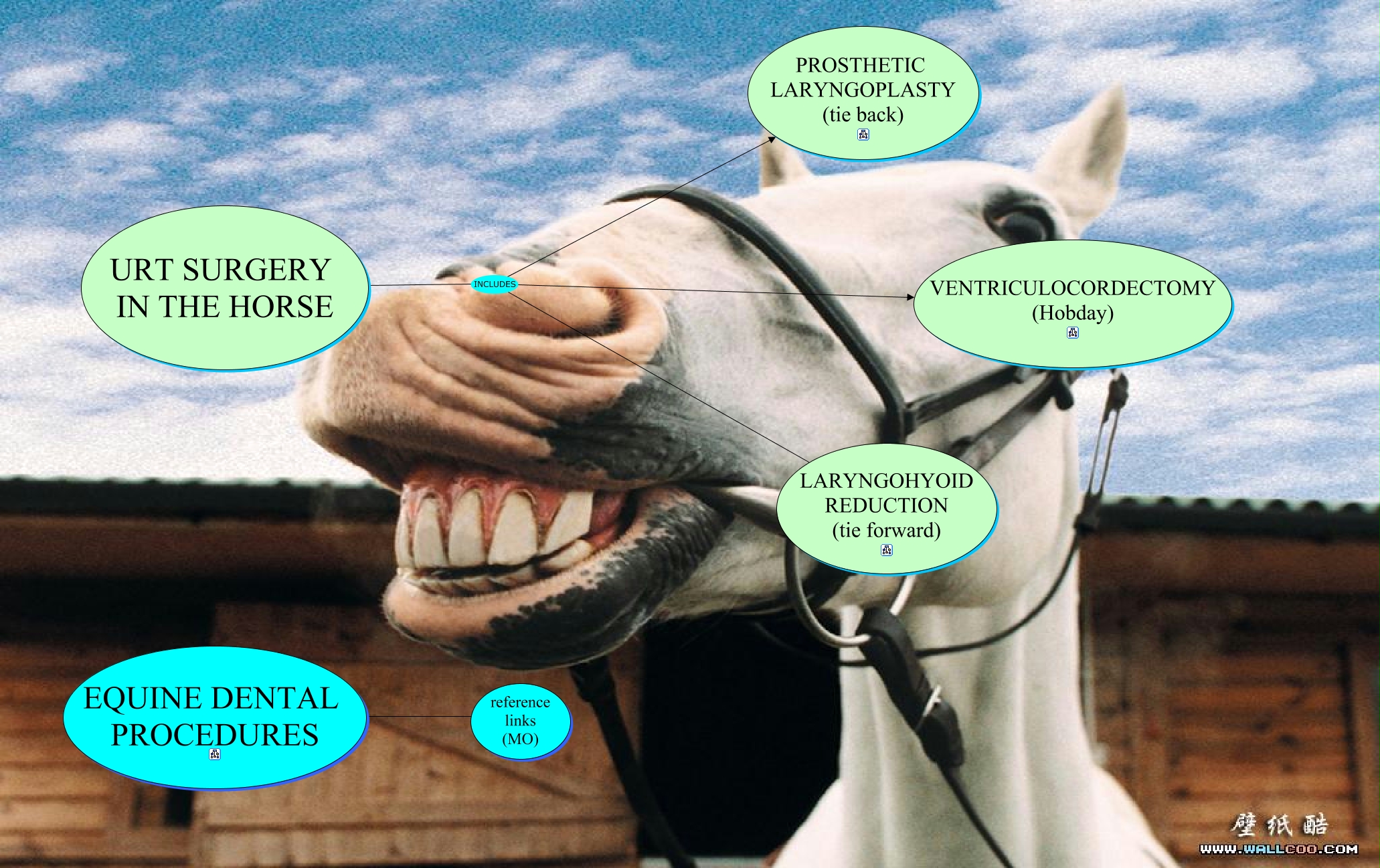 EQUINE URT SURGERY & DENTAL PROCEDURES