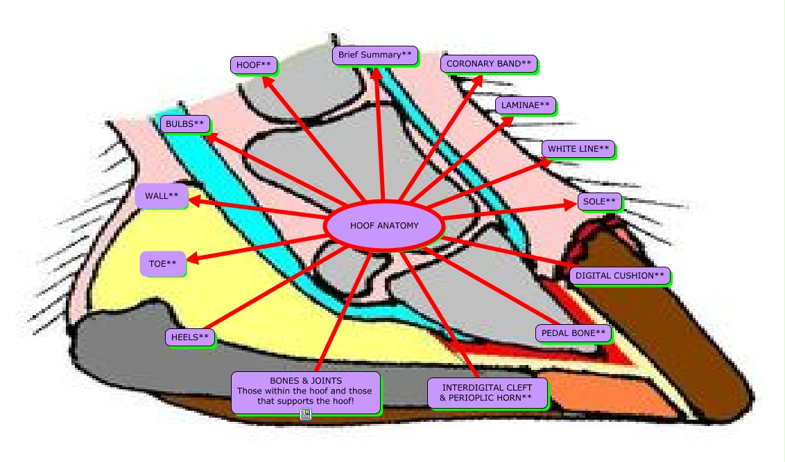 Hoof Anatomy extension