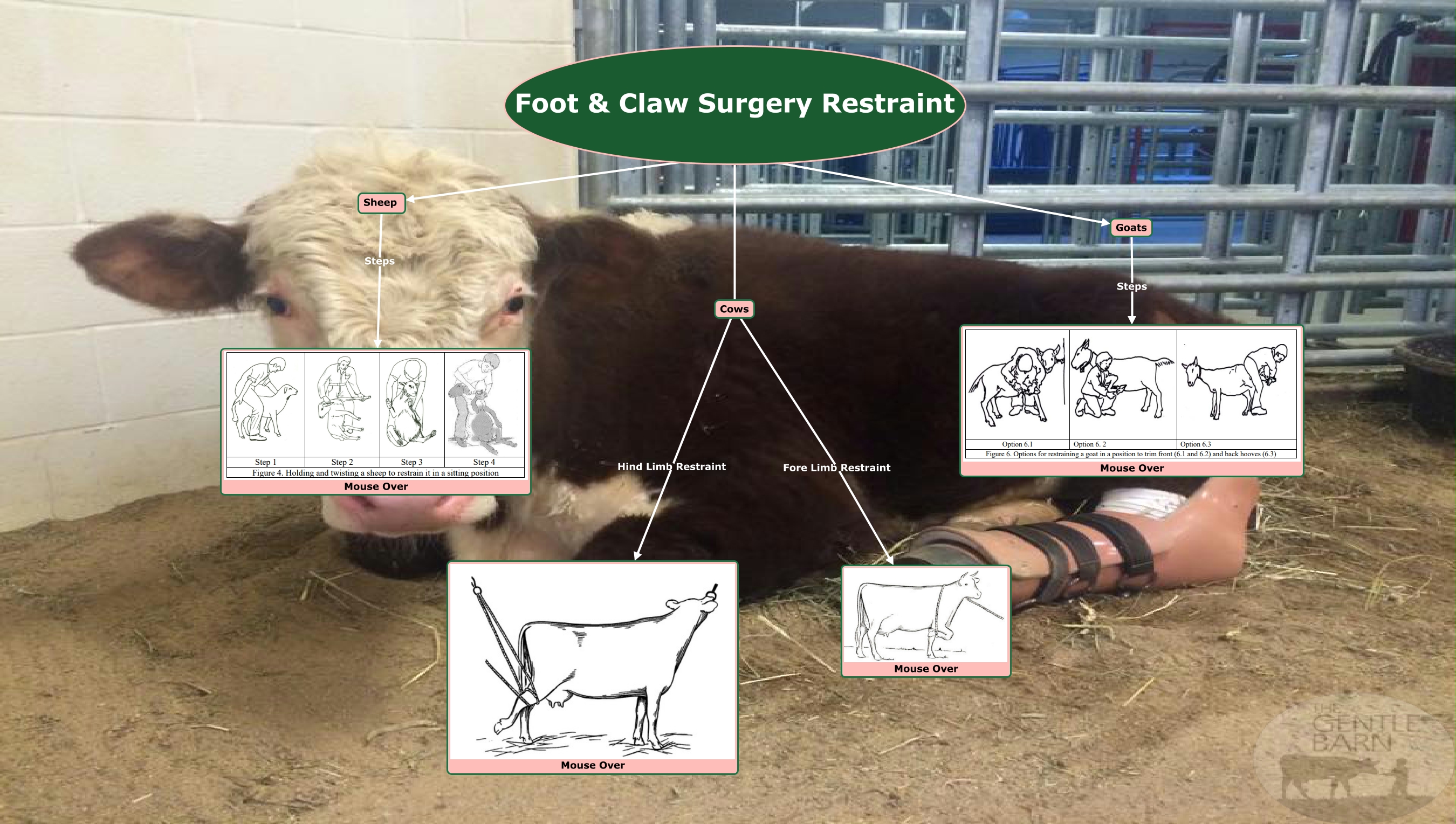 Foot & Claw Surgery Restraint Methods