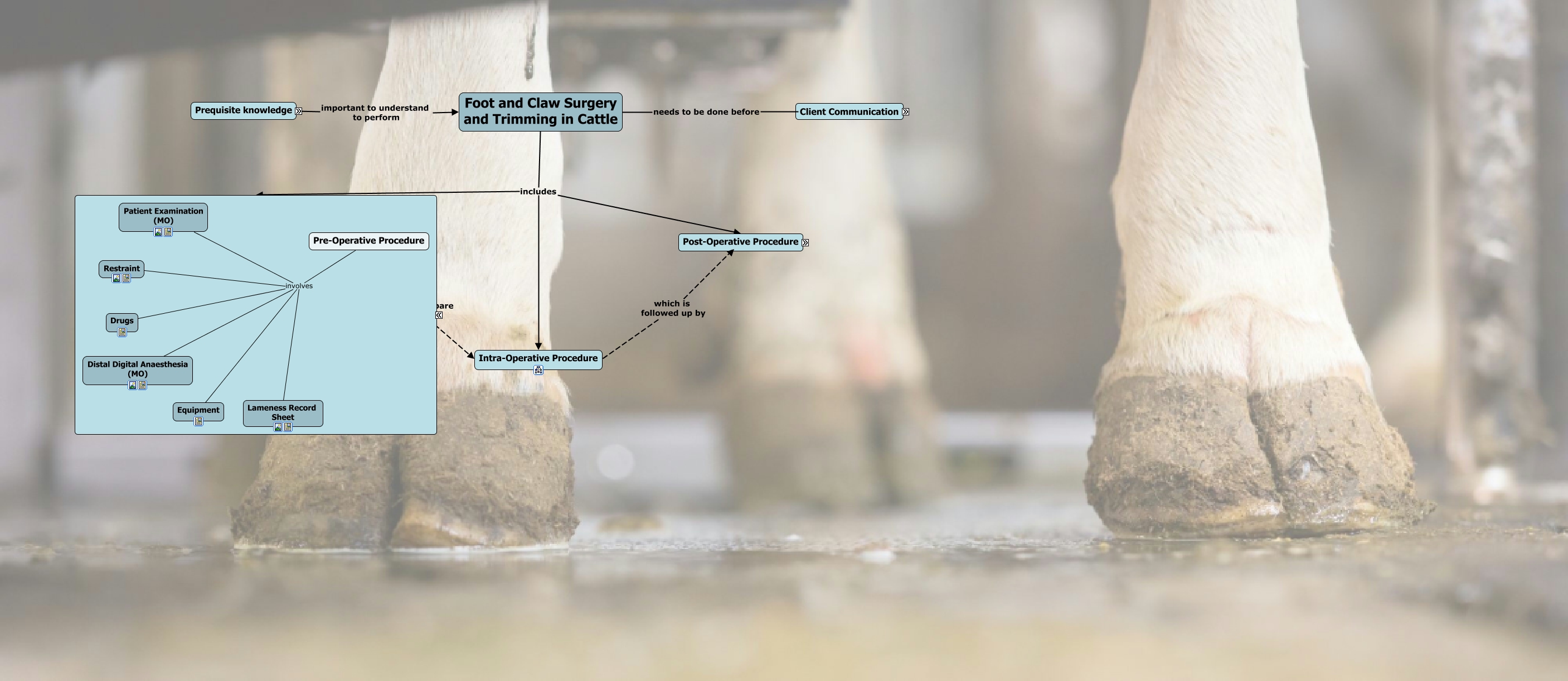 Foot and Claw Surgery and Trimming Final 2