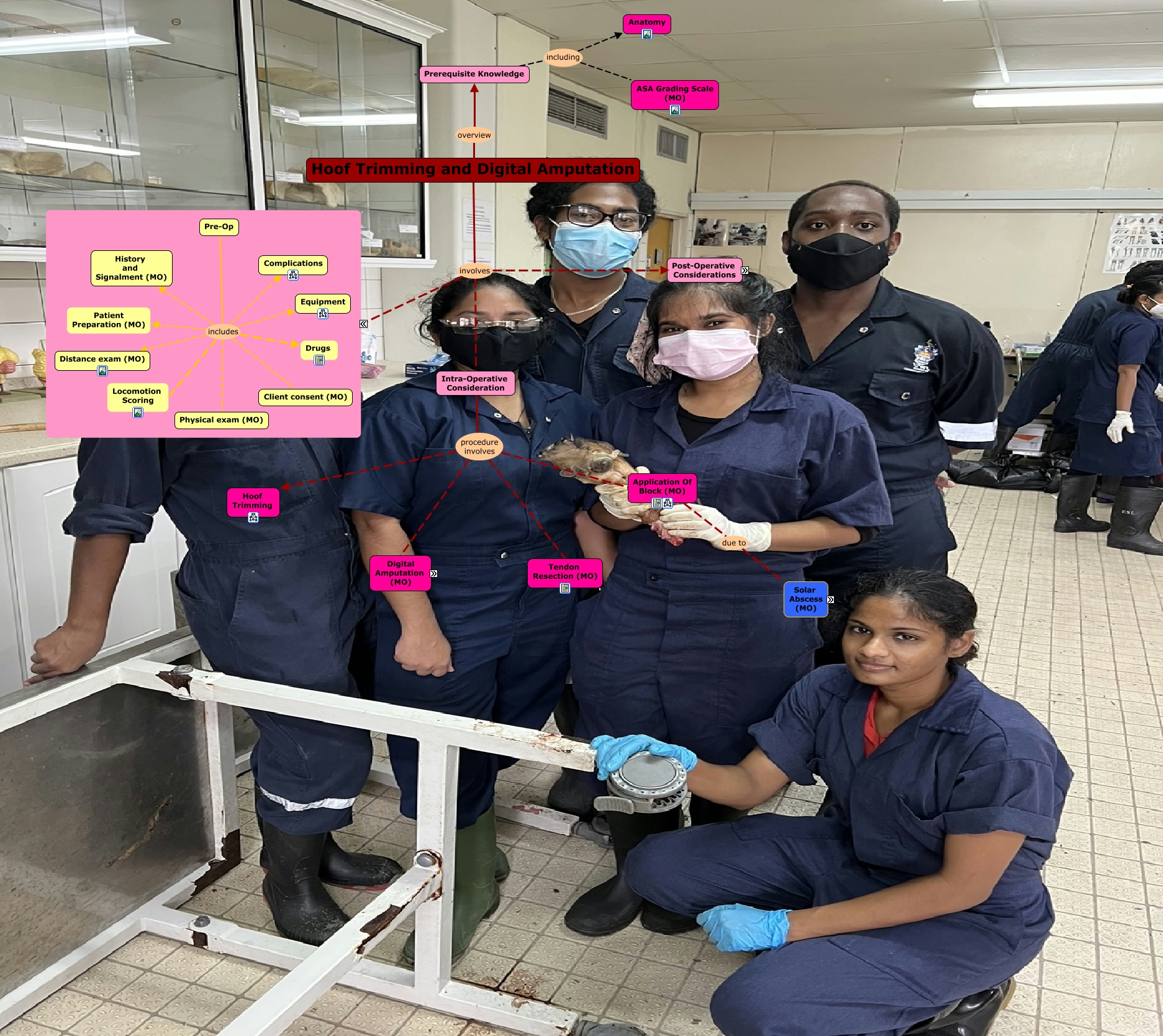 Lab 5 Hoof trimming and digit amputation